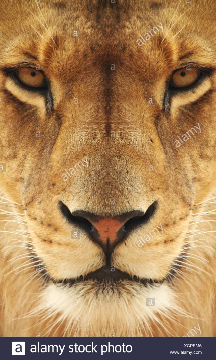 Lion Skin High Resolution Stock Photography and Images - Alamy