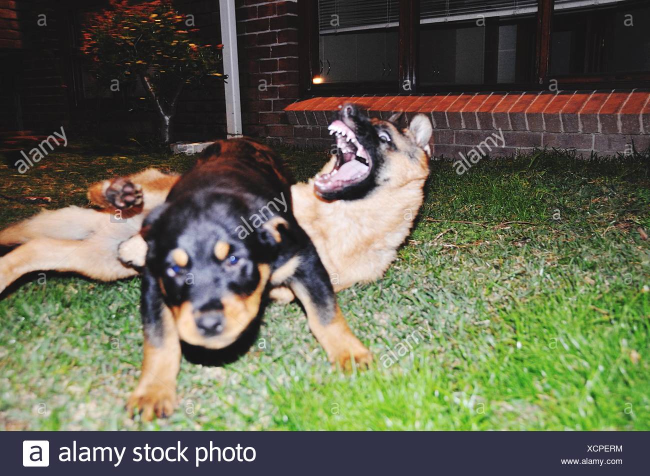 Two Dogs Barking High Resolution Stock Photography and Images - Alamy