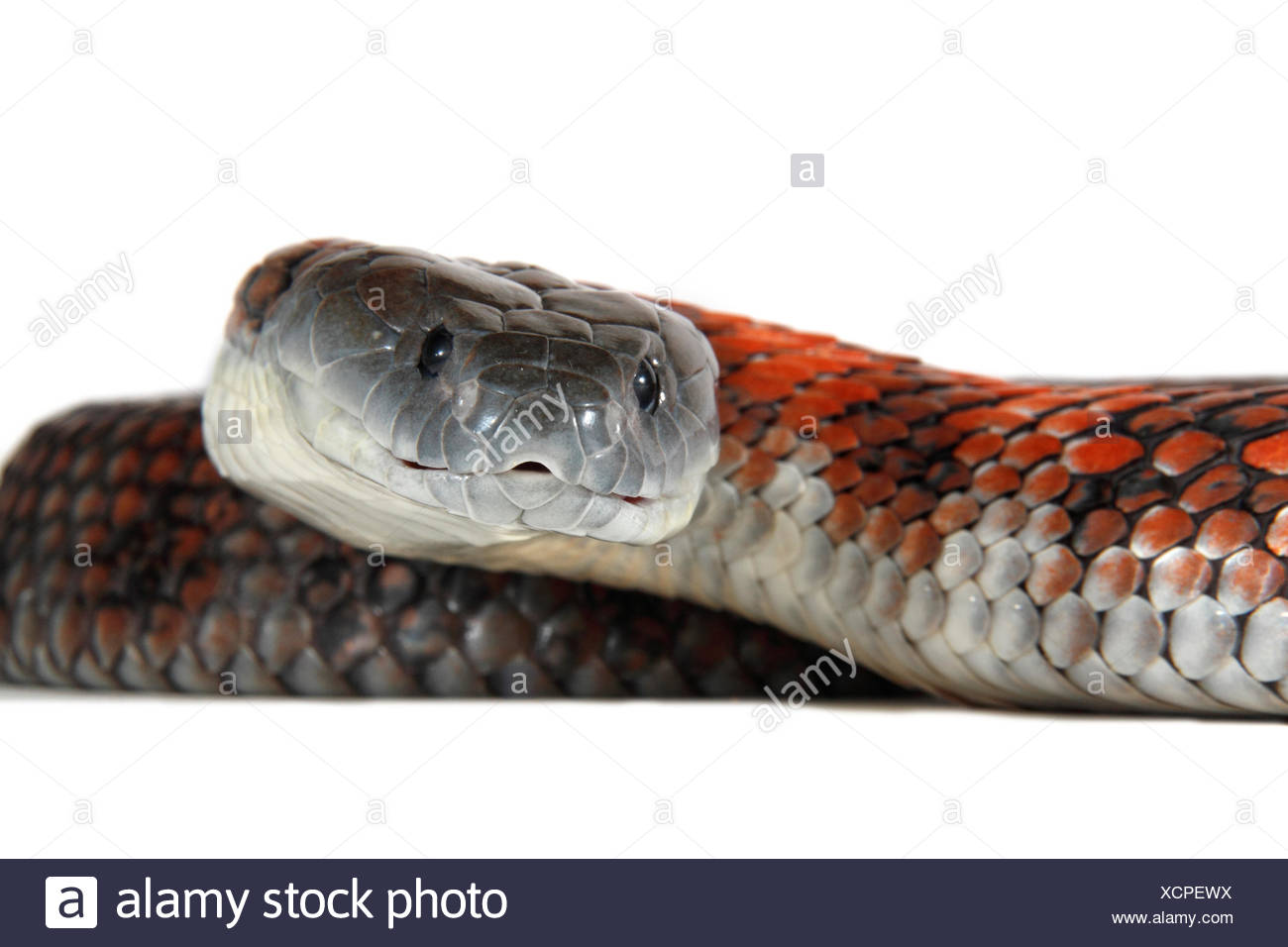 Mainland Tiger Snake High Resolution Stock Photography and Images - Alamy