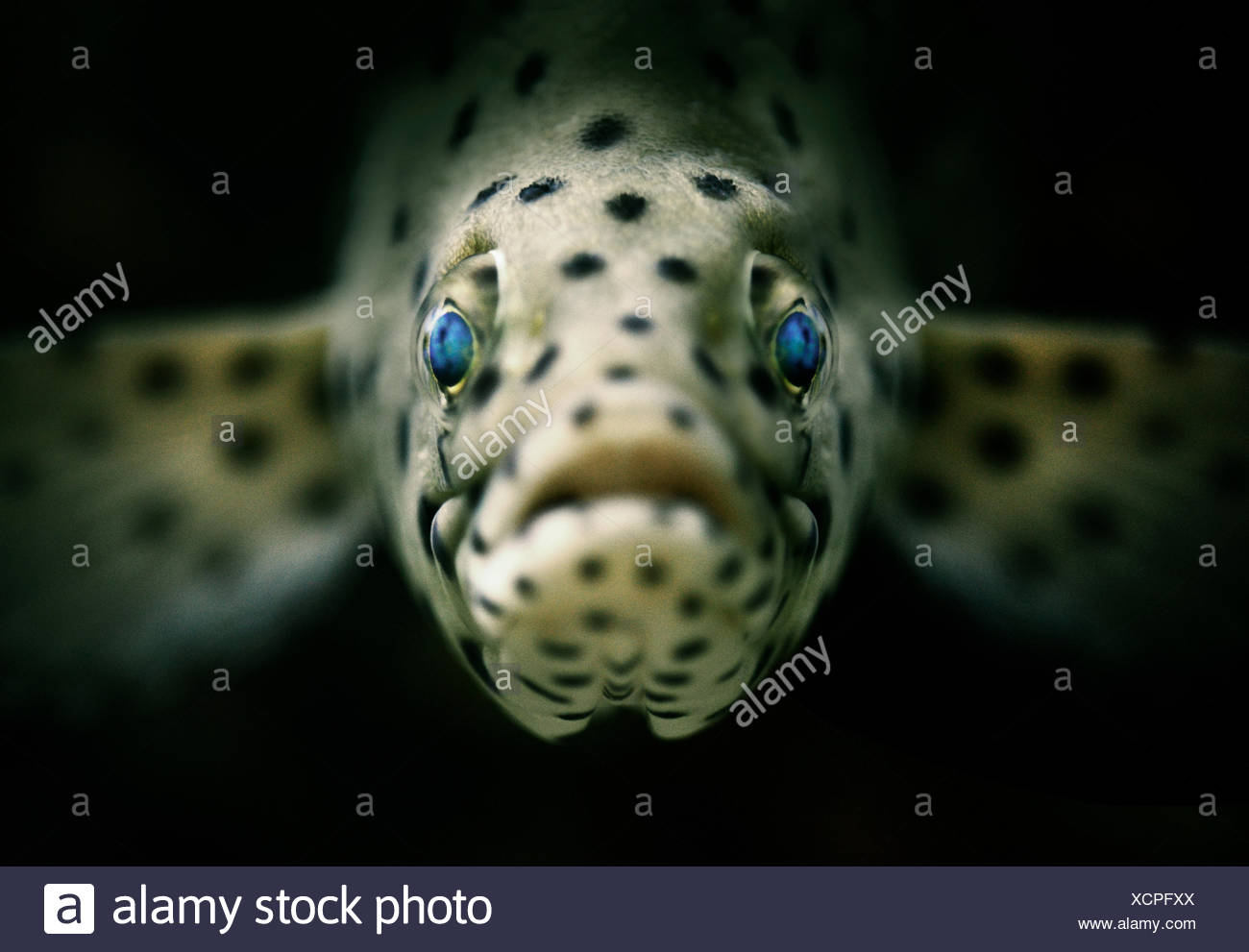 Spotty Fish Stock Photos & Spotty Fish Stock Images - Alamy