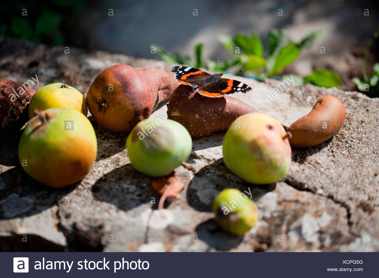 Insect And Fruits High Resolution Stock Photography and Images - Alamy