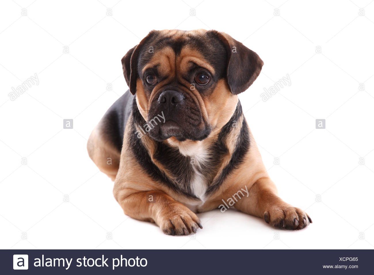 Puggle Stock Photos & Puggle Stock Images - Alamy