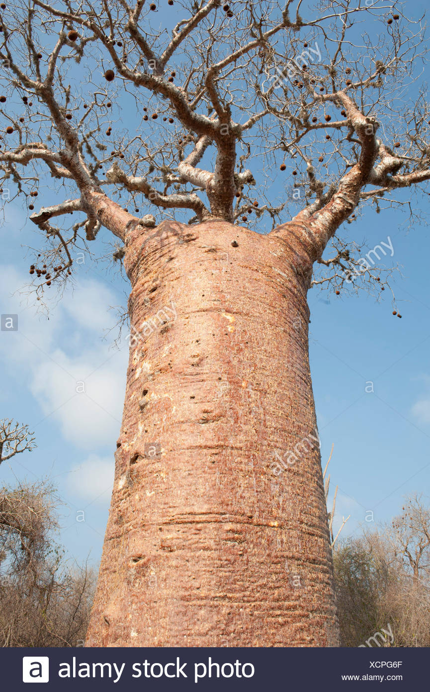 Fony High Resolution Stock Photography and Images - Alamy