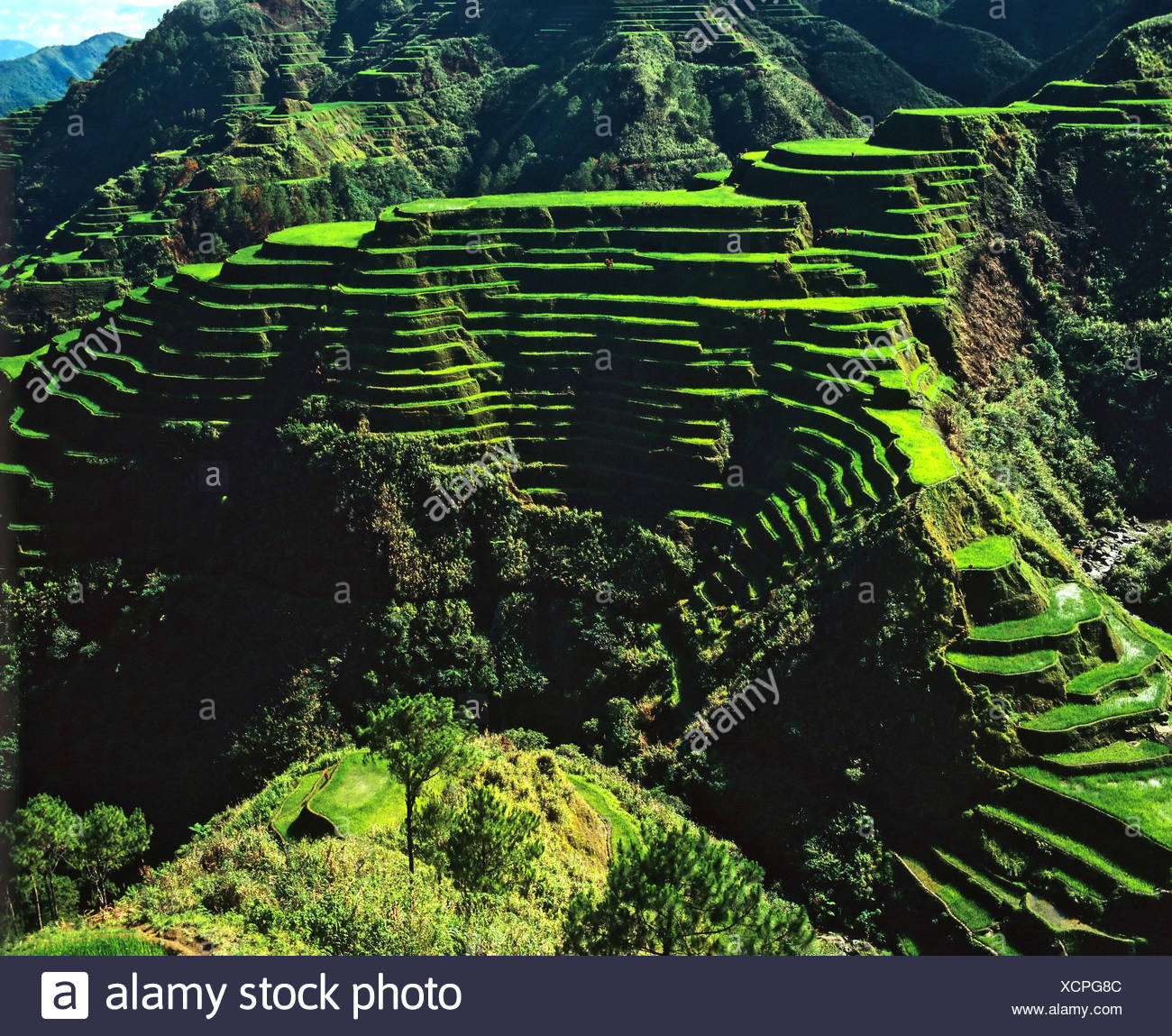 Philippine Rice Field High Resolution Stock Photography and Images - Alamy