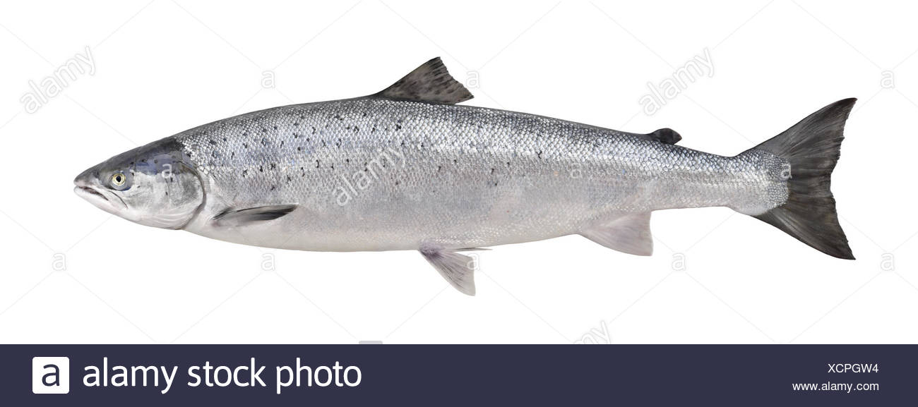Atlantic Salmon Salmo Salar High Resolution Stock Photography and ...