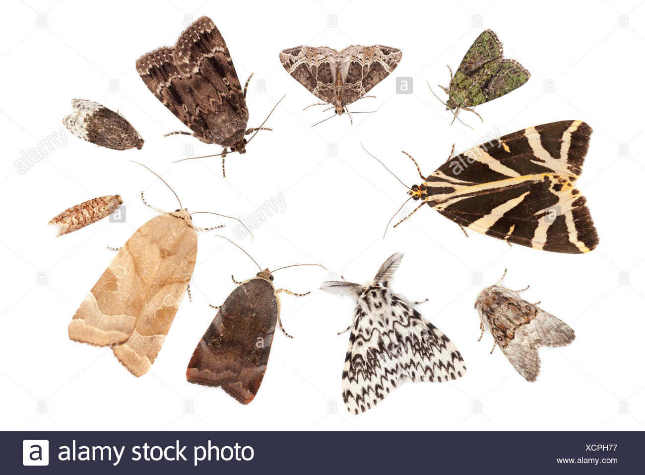 Moths Arches High Resolution Stock Photography and Images - Alamy
