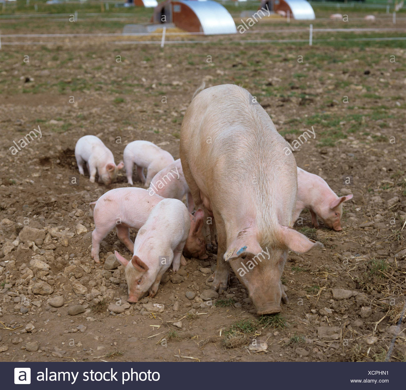 White Cross Piglets High Resolution Stock Photography and Images - Alamy