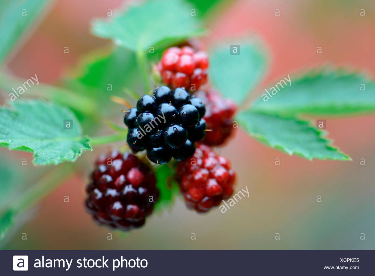 Brombeere Rubus Fruticosus High Resolution Stock Photography and Images ...