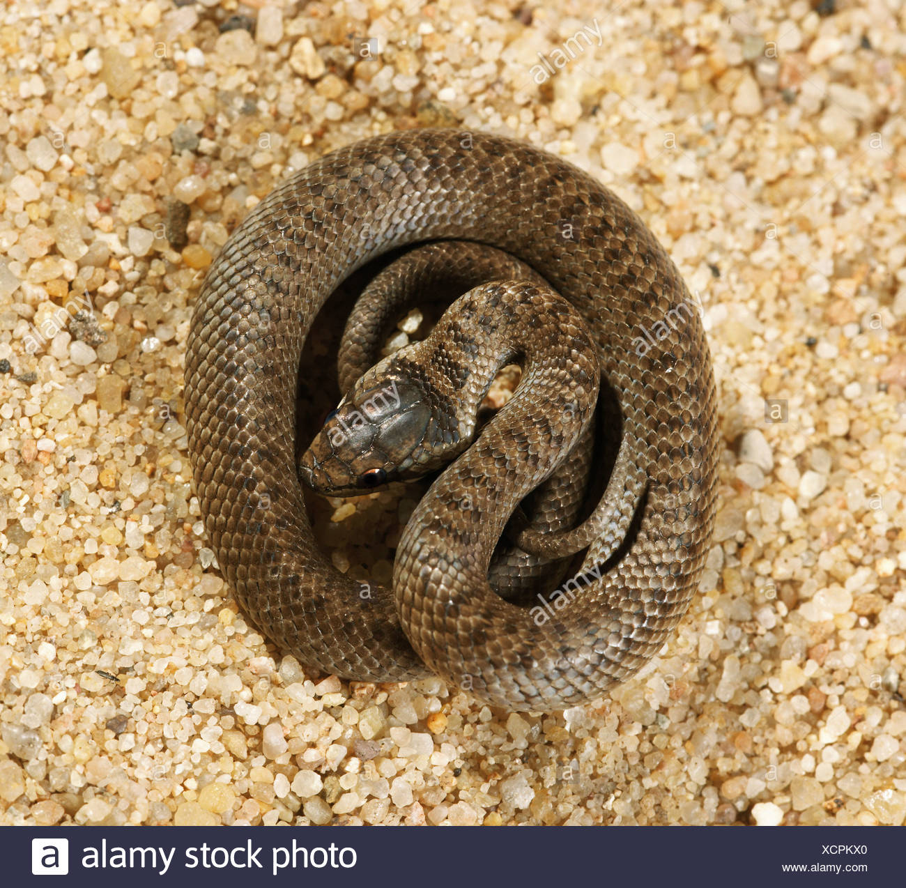 Venomous Snakes Of Europe High Resolution Stock Photography and Images ...