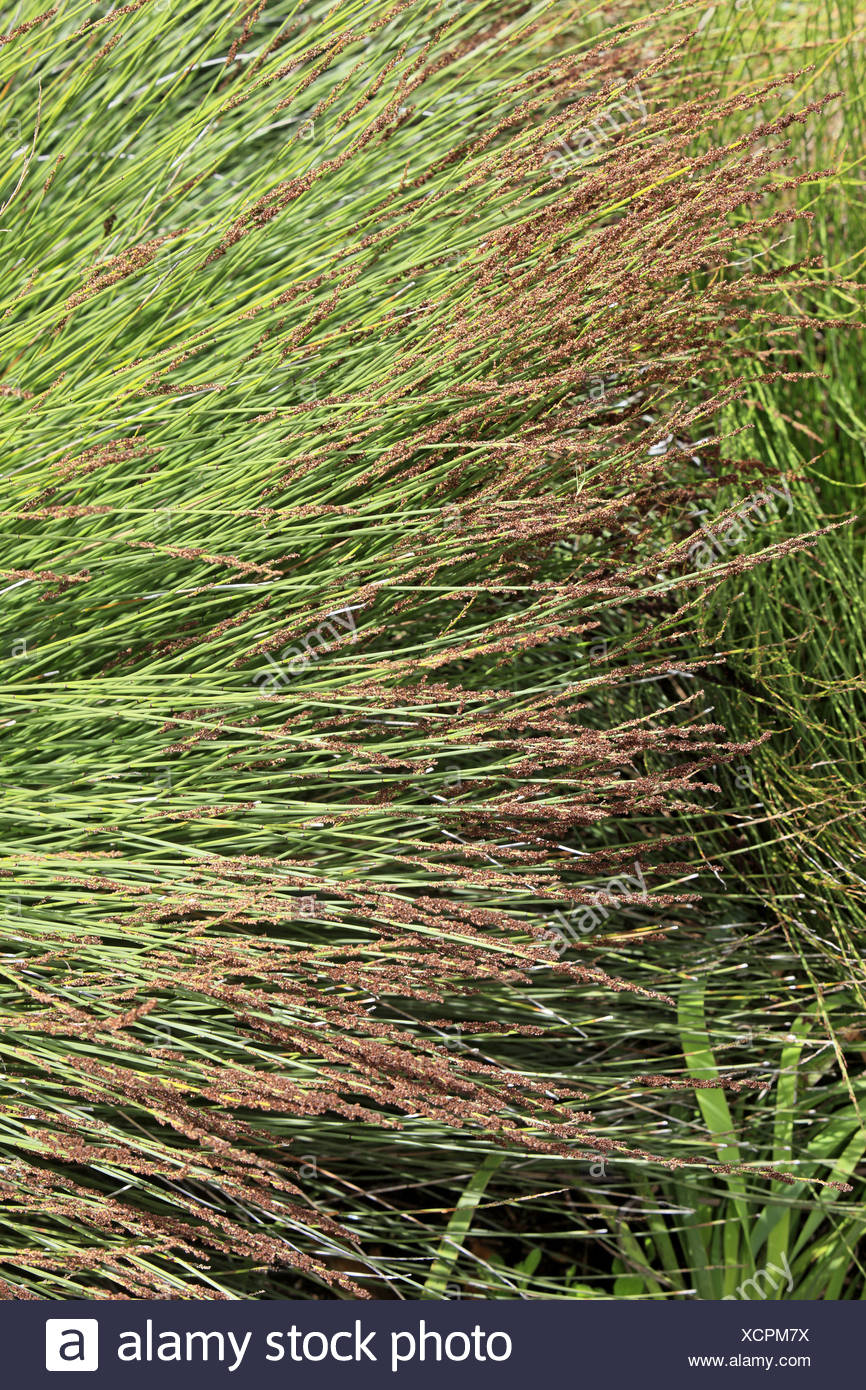 Dakriet High Resolution Stock Photography and Images - Alamy