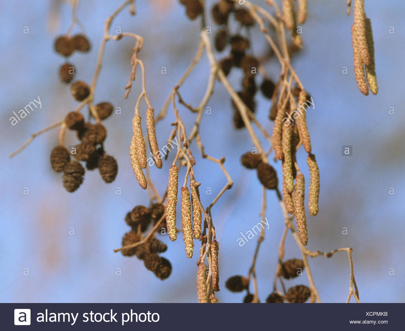Mature Alder Tree High Resolution Stock Photography and Images - Alamy
