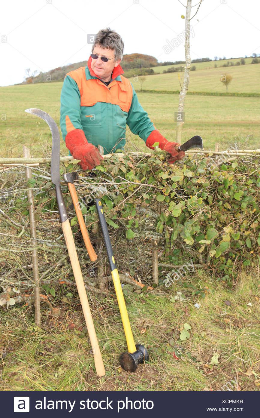 Hedge Laying Tools High Resolution Stock Photography and Images - Alamy