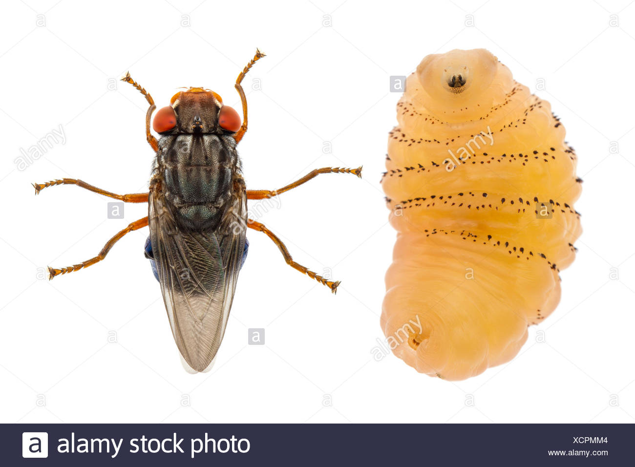 Oestridae Botfly Larva Stock Photos & Oestridae Botfly Larva Stock ...
