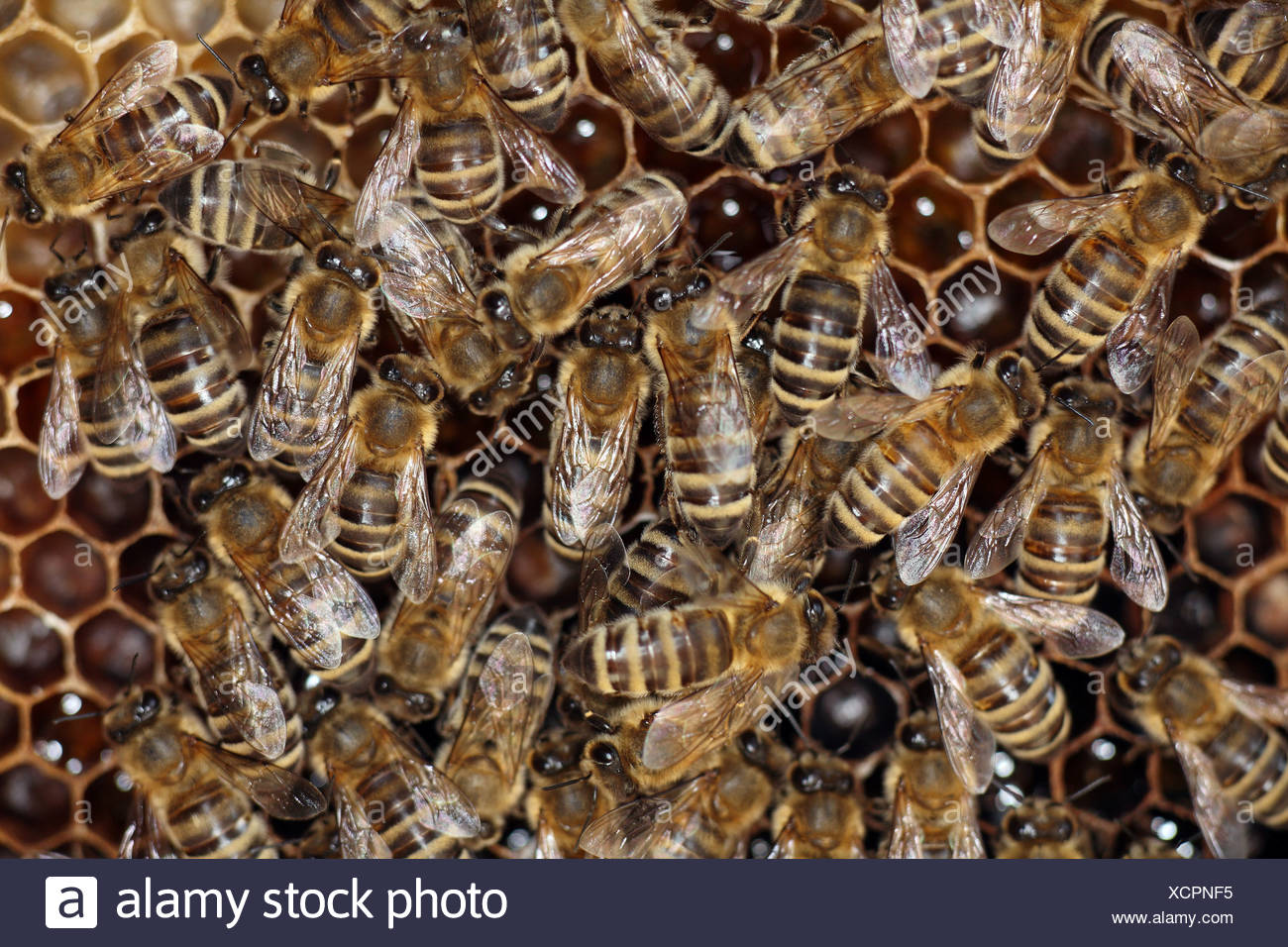 Golden Bees High Resolution Stock Photography and Images - Alamy