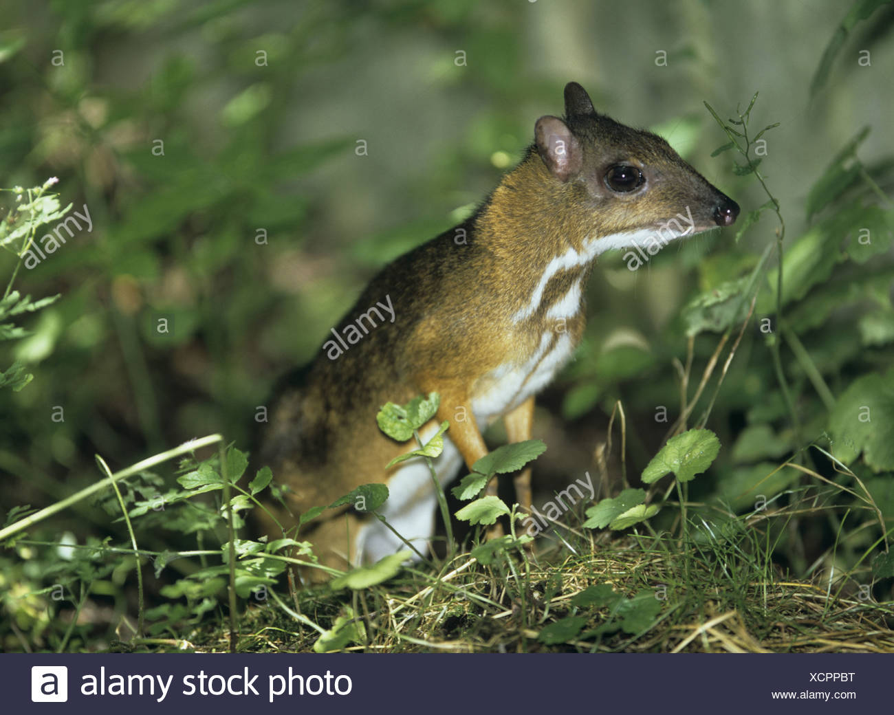 Tragulidae High Resolution Stock Photography and Images - Alamy