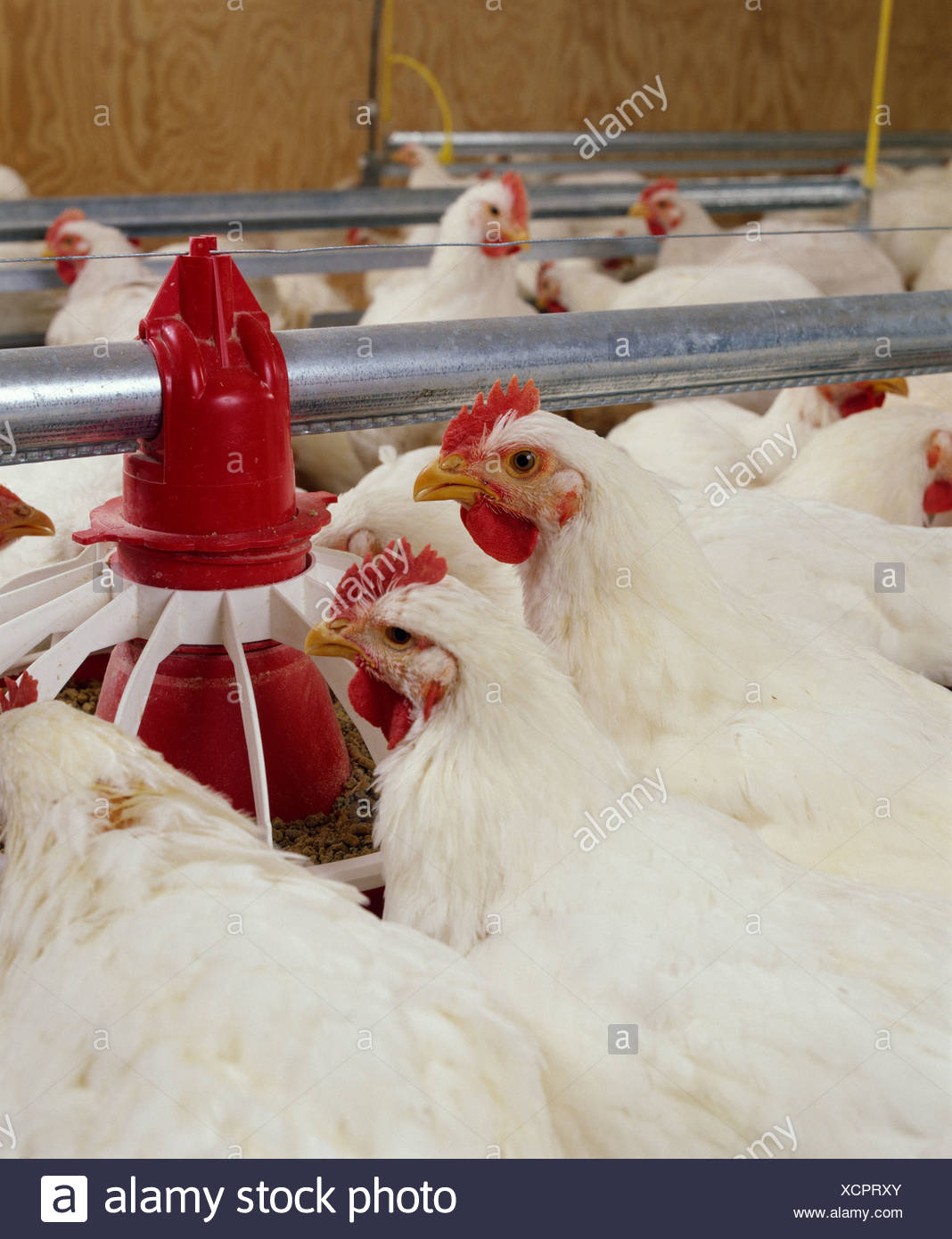 Hubbard Chicken High Resolution Stock Photography and Images - Alamy