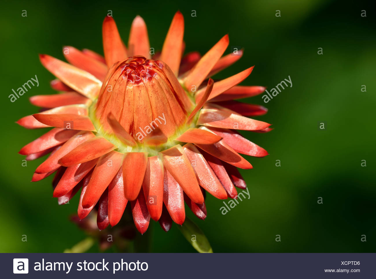 Flower Strawflower Bracteantha Bracteata Stock Photos & Flower ...