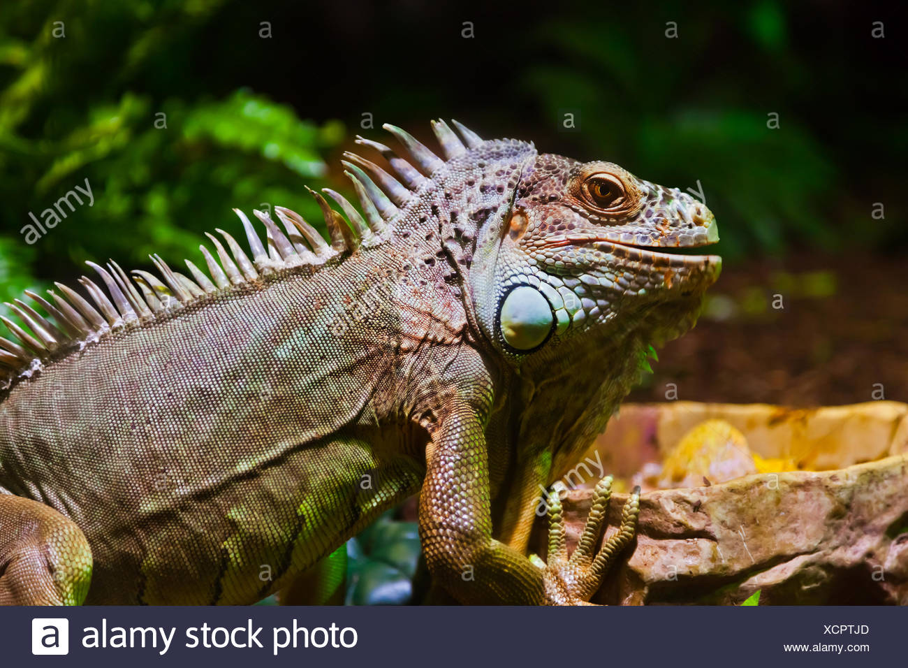 Big Iguana Lizard High Resolution Stock Photography and Images - Alamy