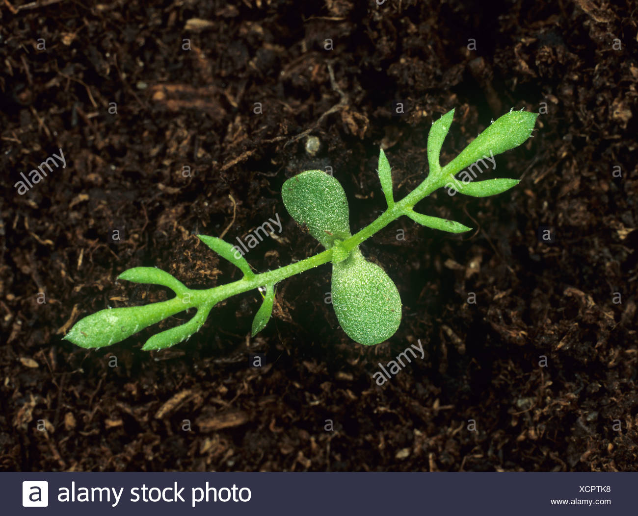 Anthemis Cotula Stock Photos & Anthemis Cotula Stock Images - Alamy