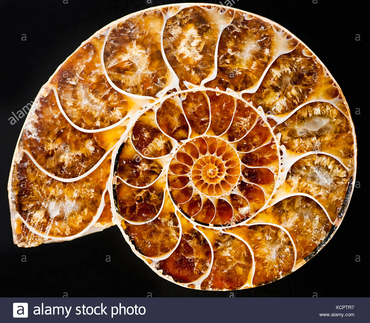 Shell Nautilus High Resolution Stock Photography and Images - Alamy