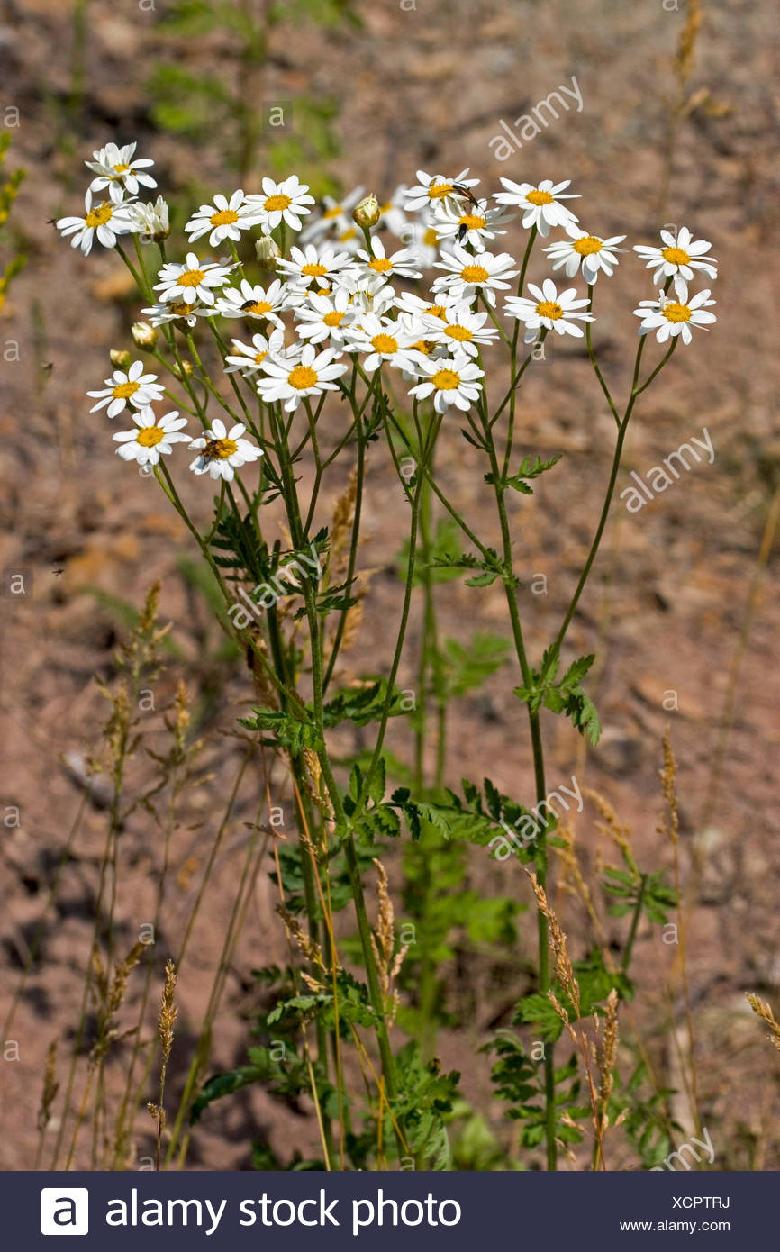 Corymb Stock Photos & Corymb Stock Images - Alamy