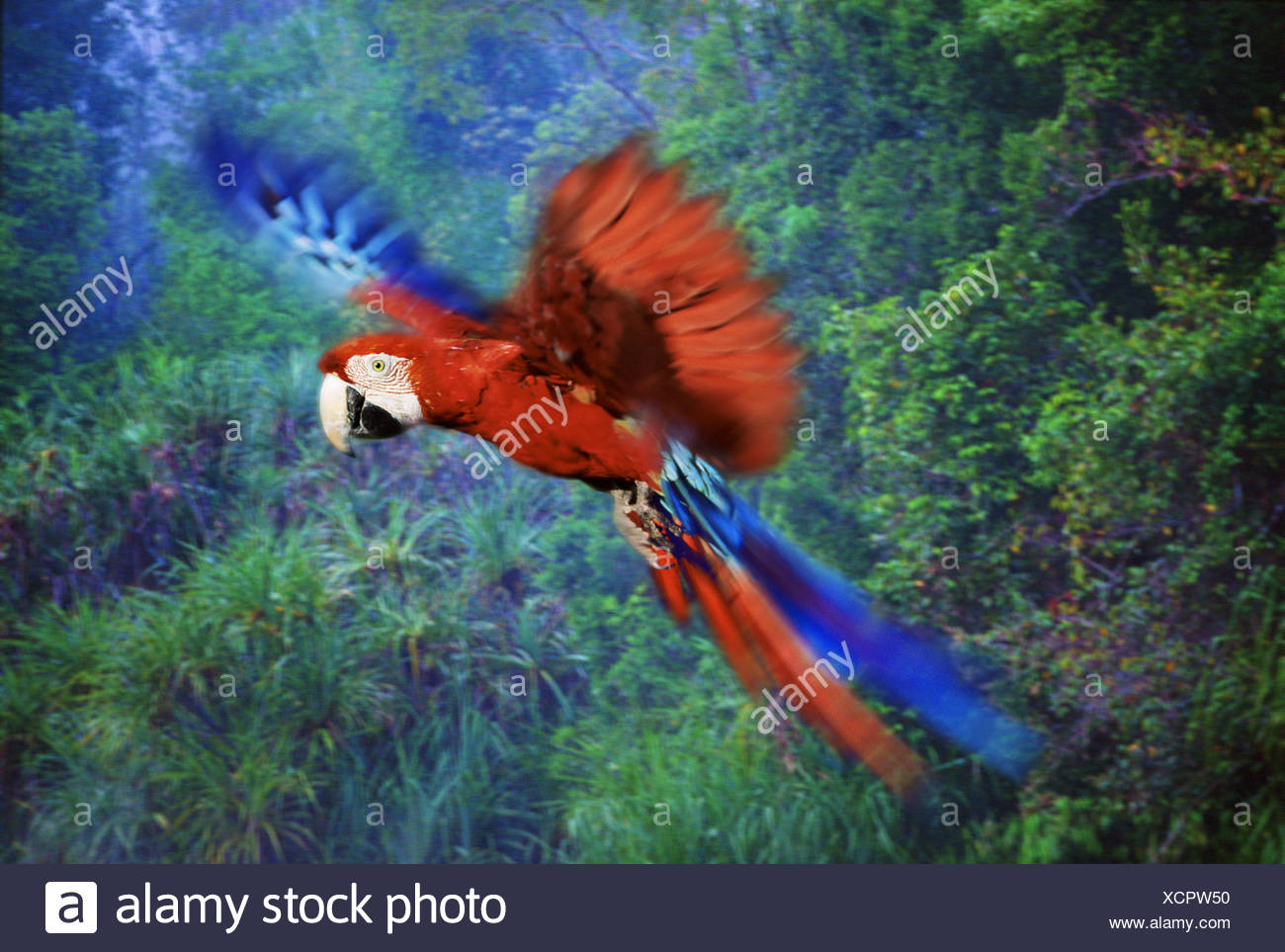 Scarlet Macaw High Resolution Stock Photography and Images - Alamy