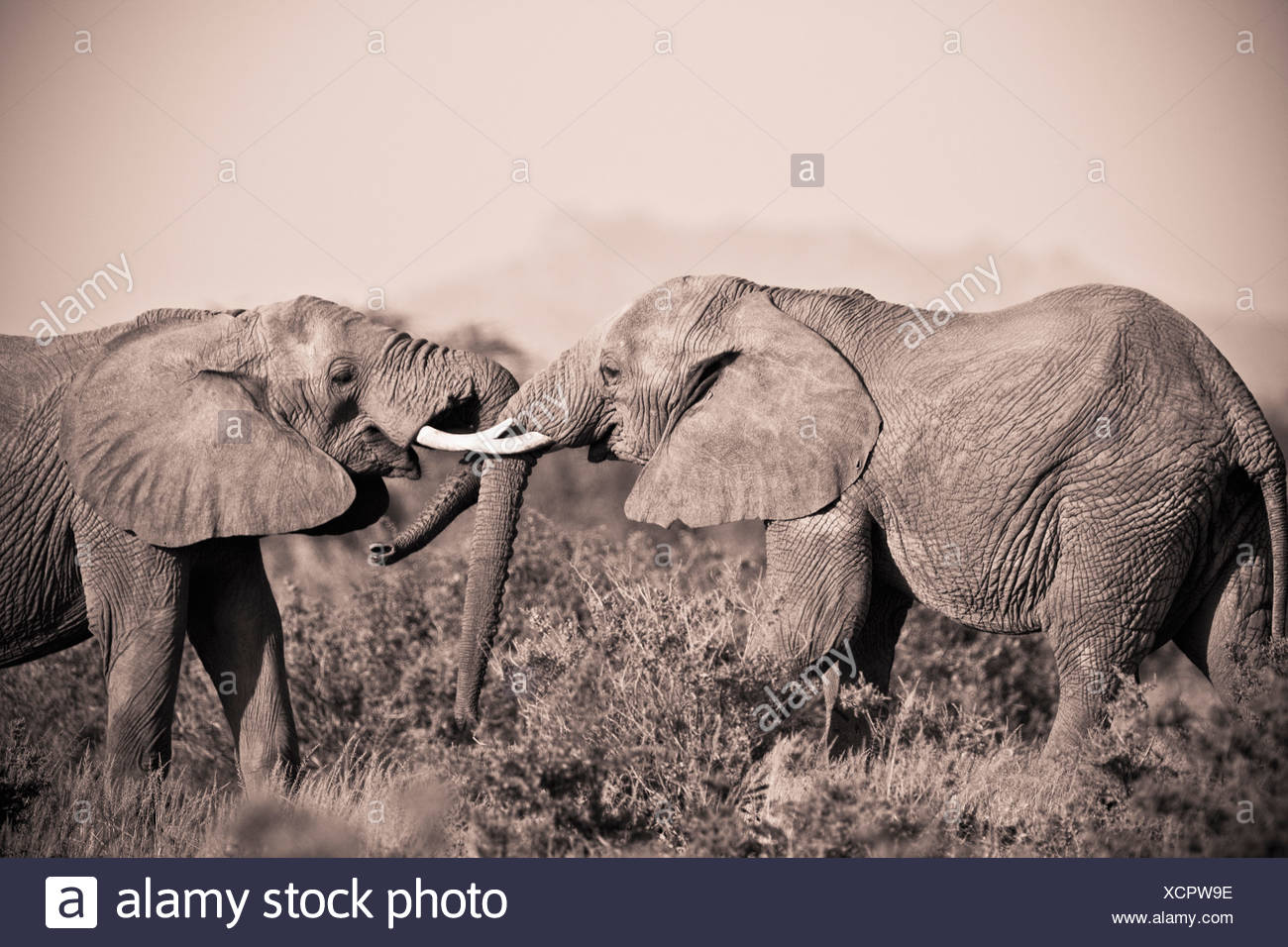 African Elephant Touching High Resolution Stock Photography and Images ...
