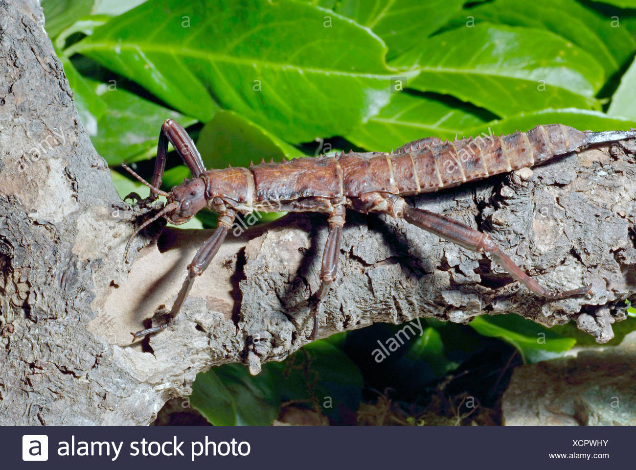 Indian Stick Insects High Resolution Stock Photography and Images - Alamy