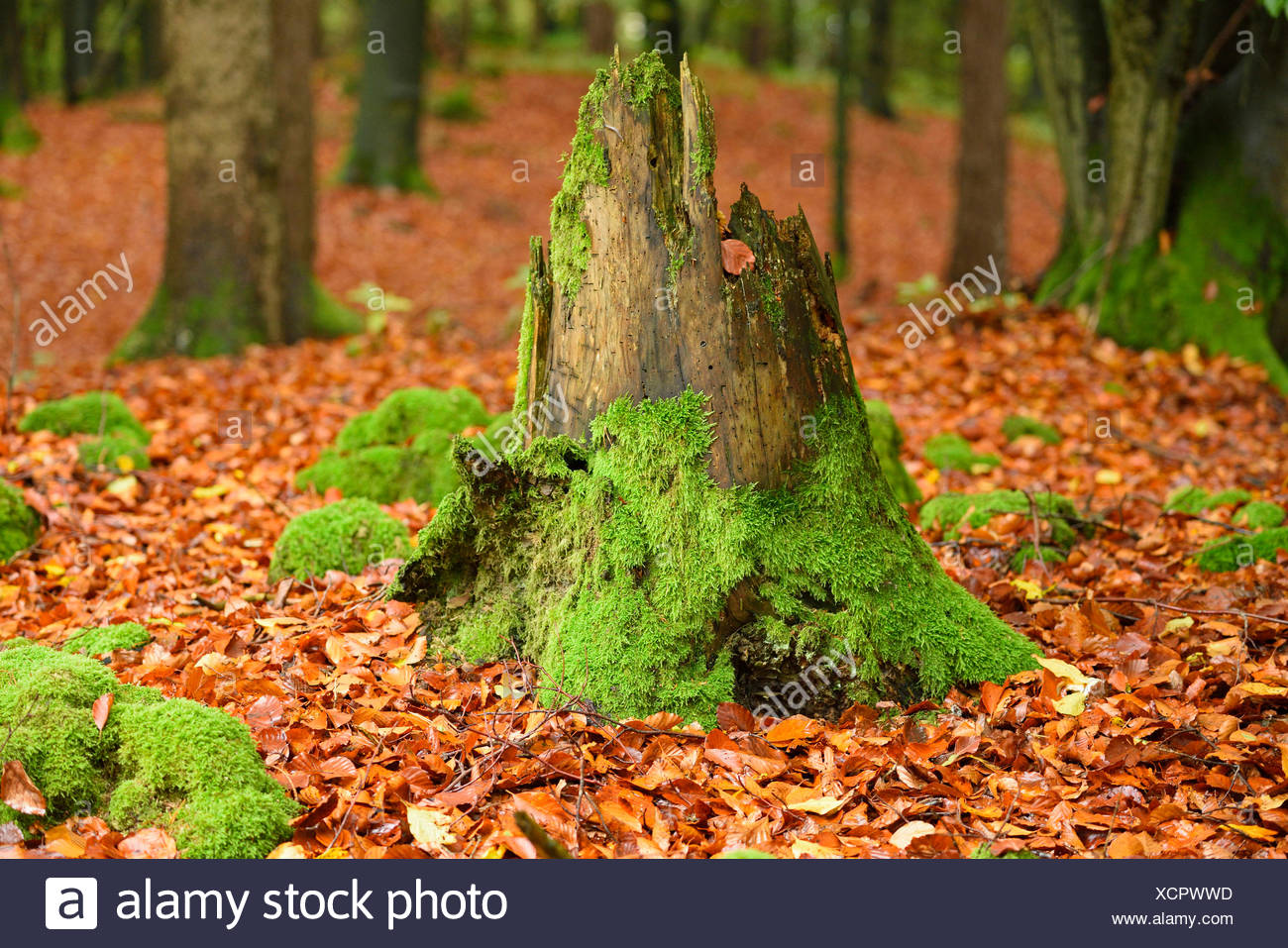 Beech Wood Stumps High Resolution Stock Photography and Images - Alamy