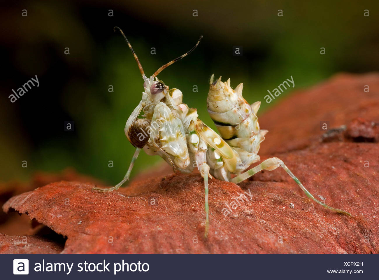 Feelers Compound Eye High Resolution Stock Photography and Images - Alamy