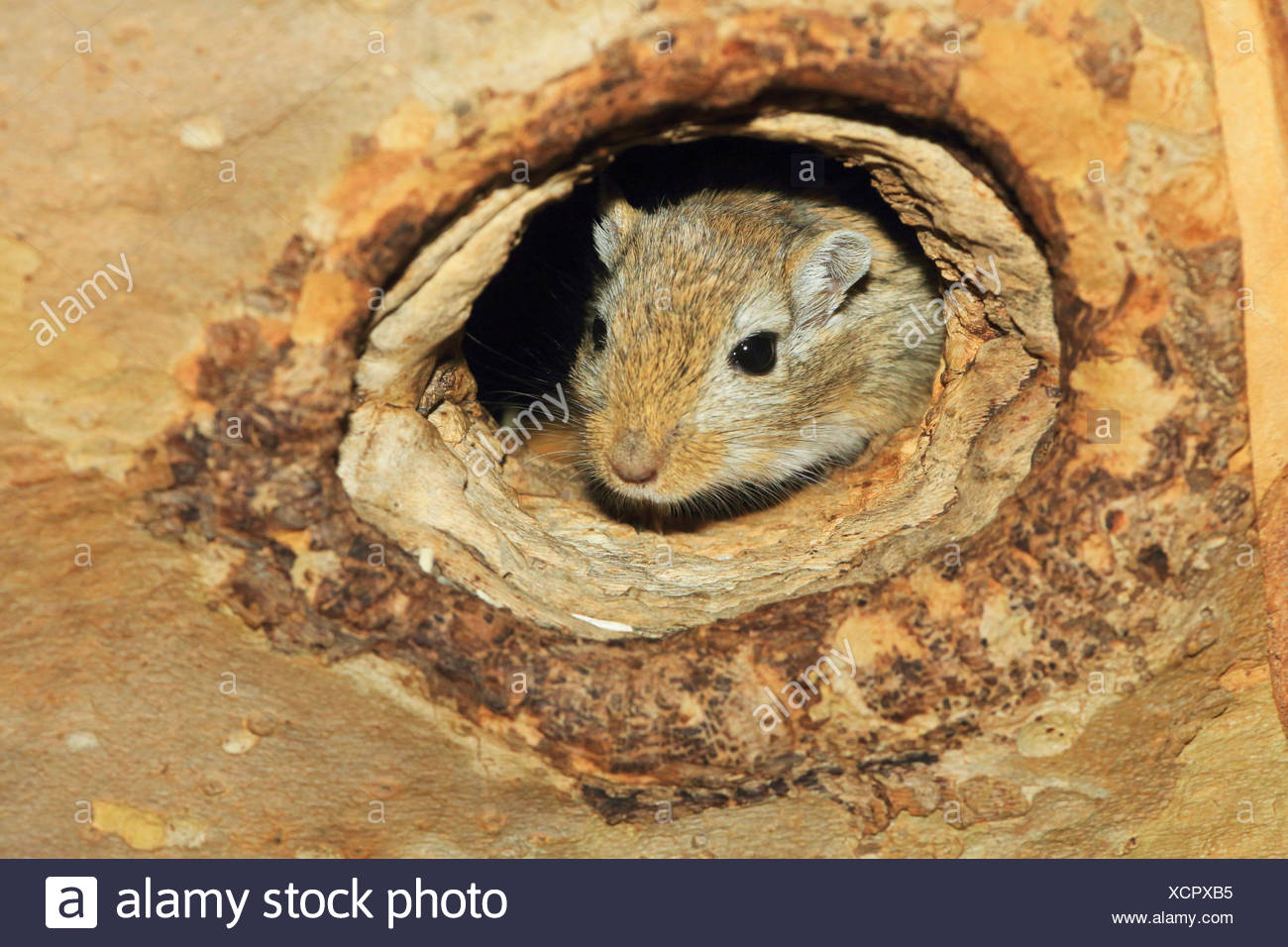 Mongolian Gerbil Meriones Unguiculatus High Resolution Stock ...