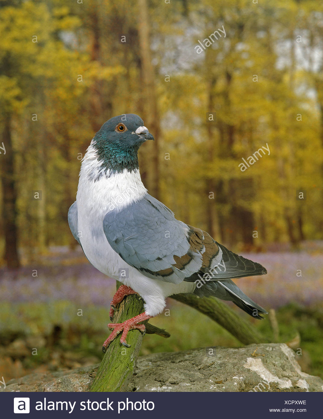 Strasser High Resolution Stock Photography and Images - Alamy