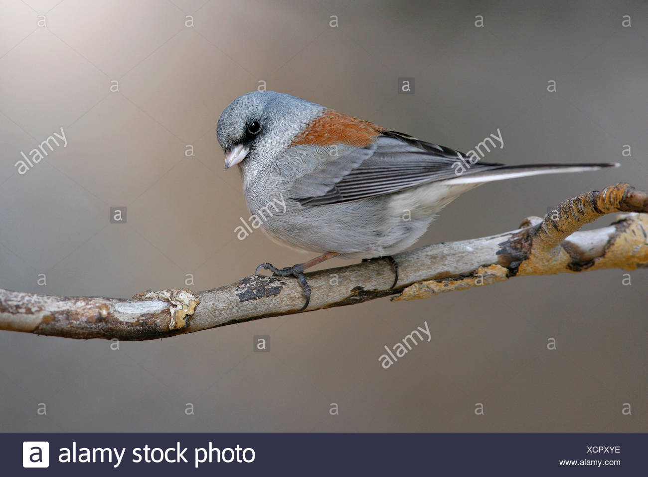 Gray Headed Junco Stock Photos & Gray Headed Junco Stock Images - Alamy