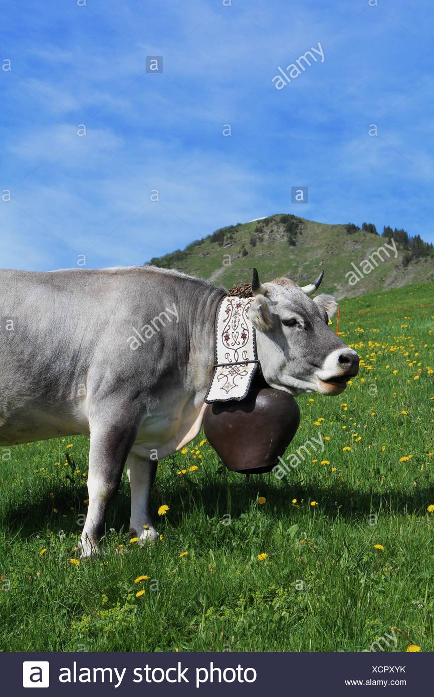 Old Cow Bell High Resolution Stock Photography and Images - Alamy
