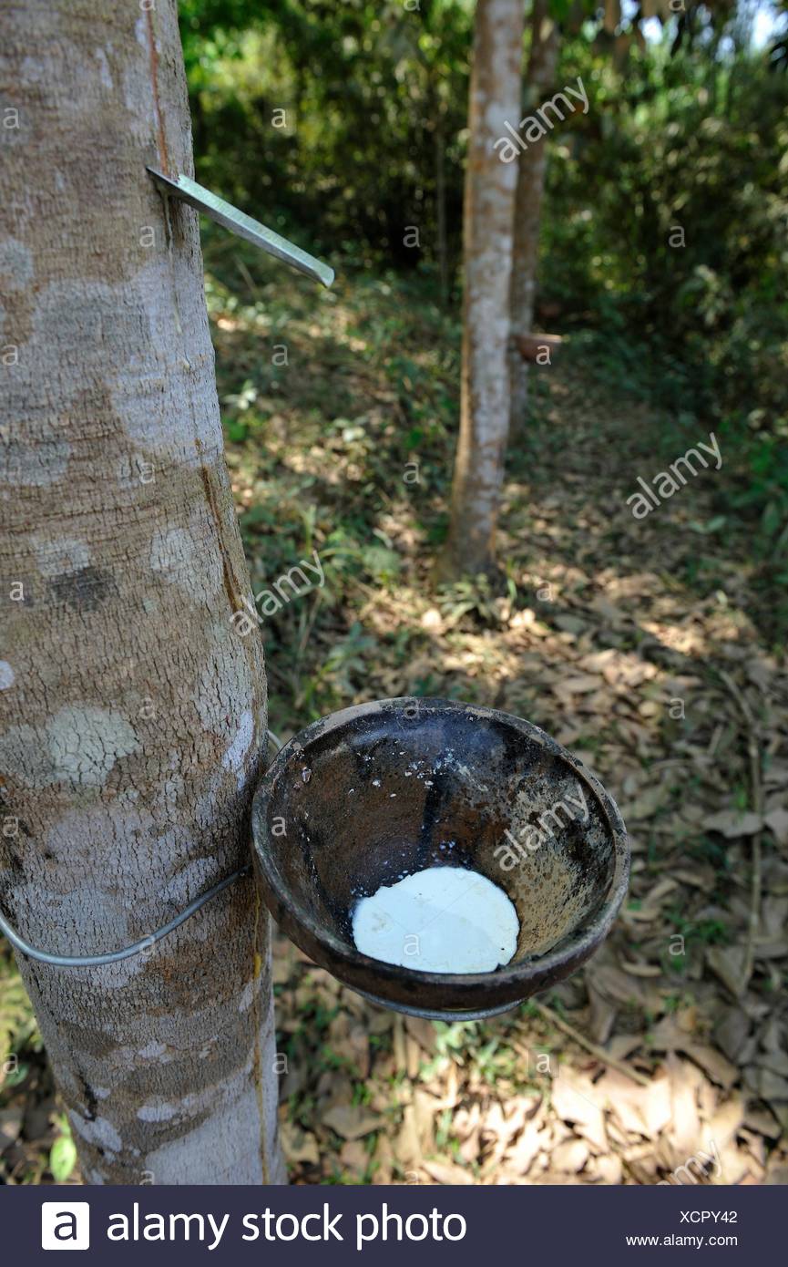 Rubber Tapping High Resolution Stock Photography and Images - Alamy