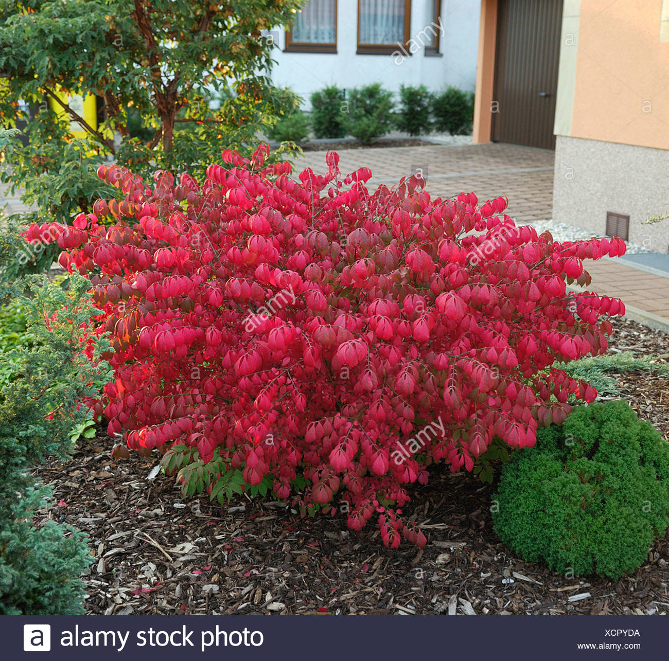 Euonymus Alatus Compactus Stock Photos & Euonymus Alatus Compactus ...