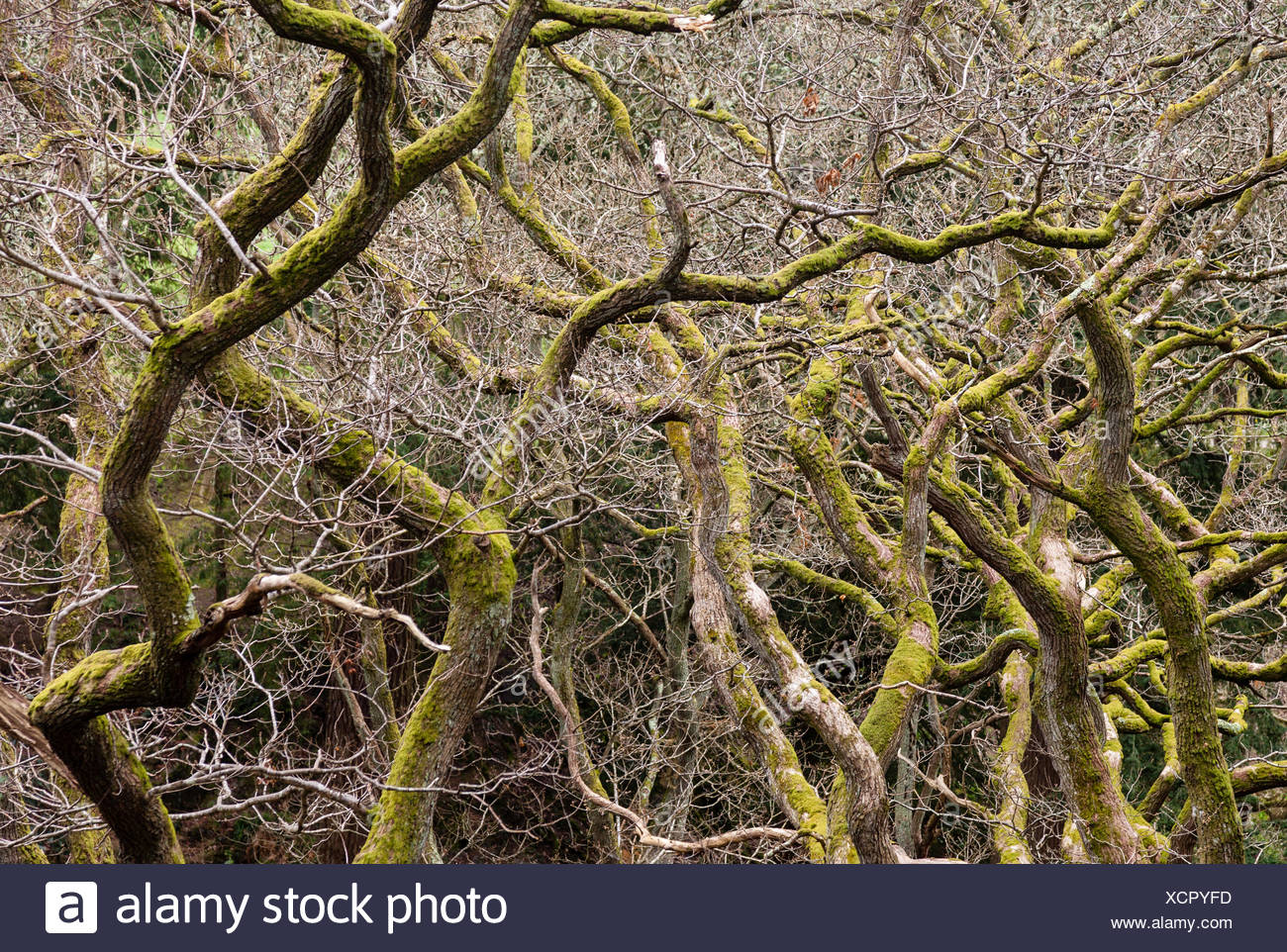 Gnarled Twisted Tree Trees Trunk Trunks High Resolution Stock ...