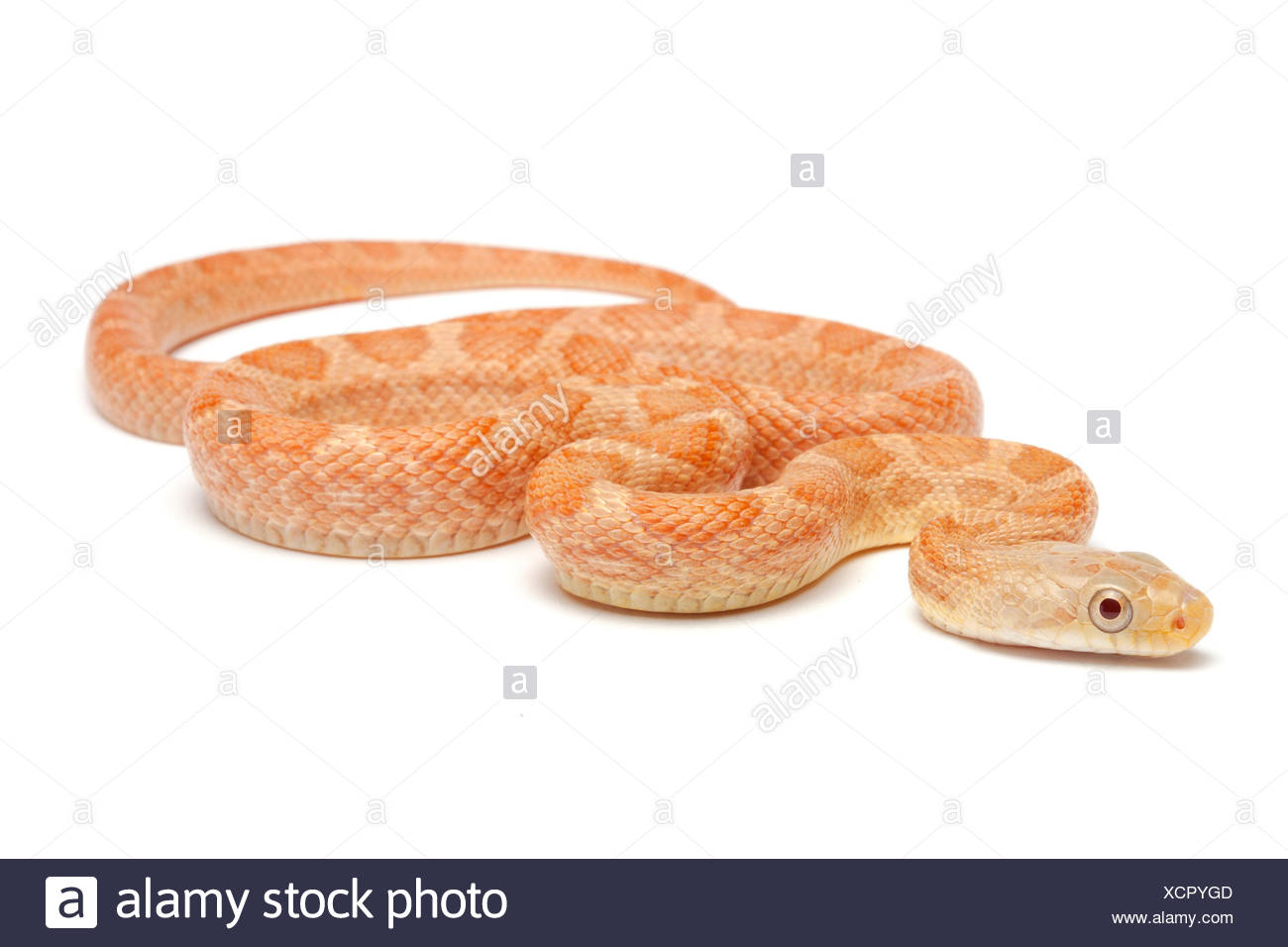 White Rat Snake High Resolution Stock Photography and Images - Alamy