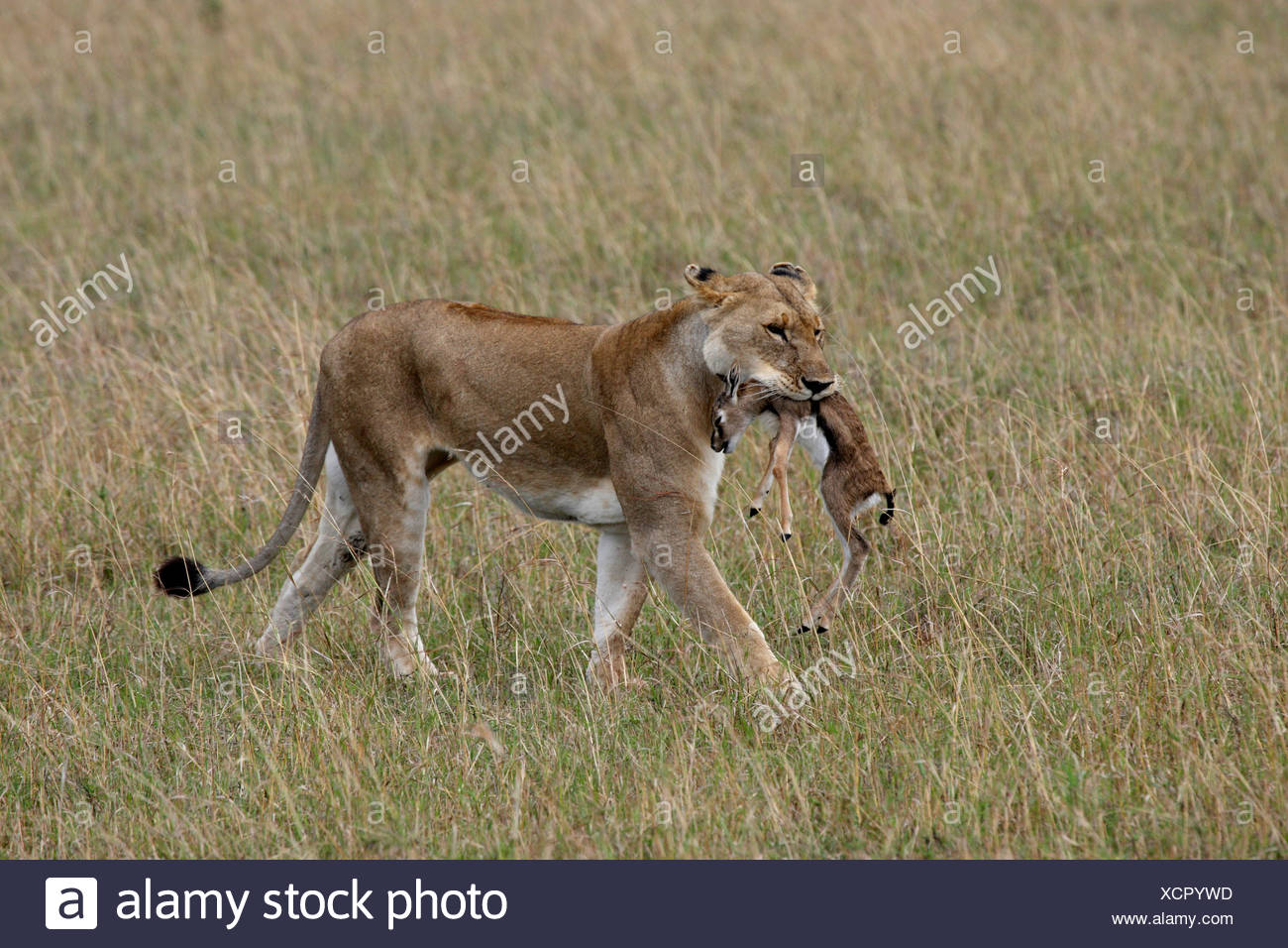 Lion Hunting Gazelle High Resolution Stock Photography and Images - Alamy