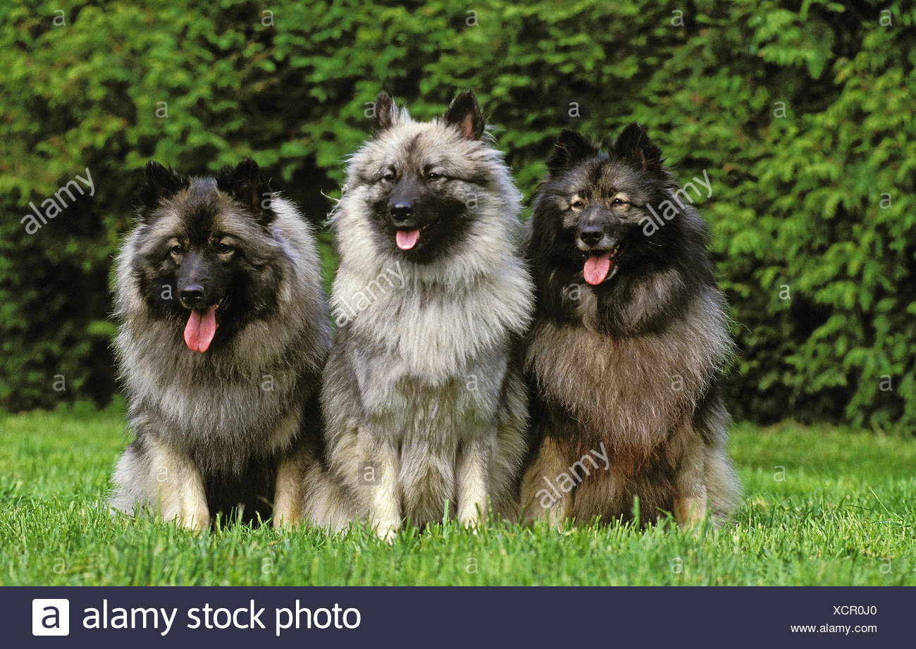 Wolf Spitz Dog High Resolution Stock Photography and Images - Alamy