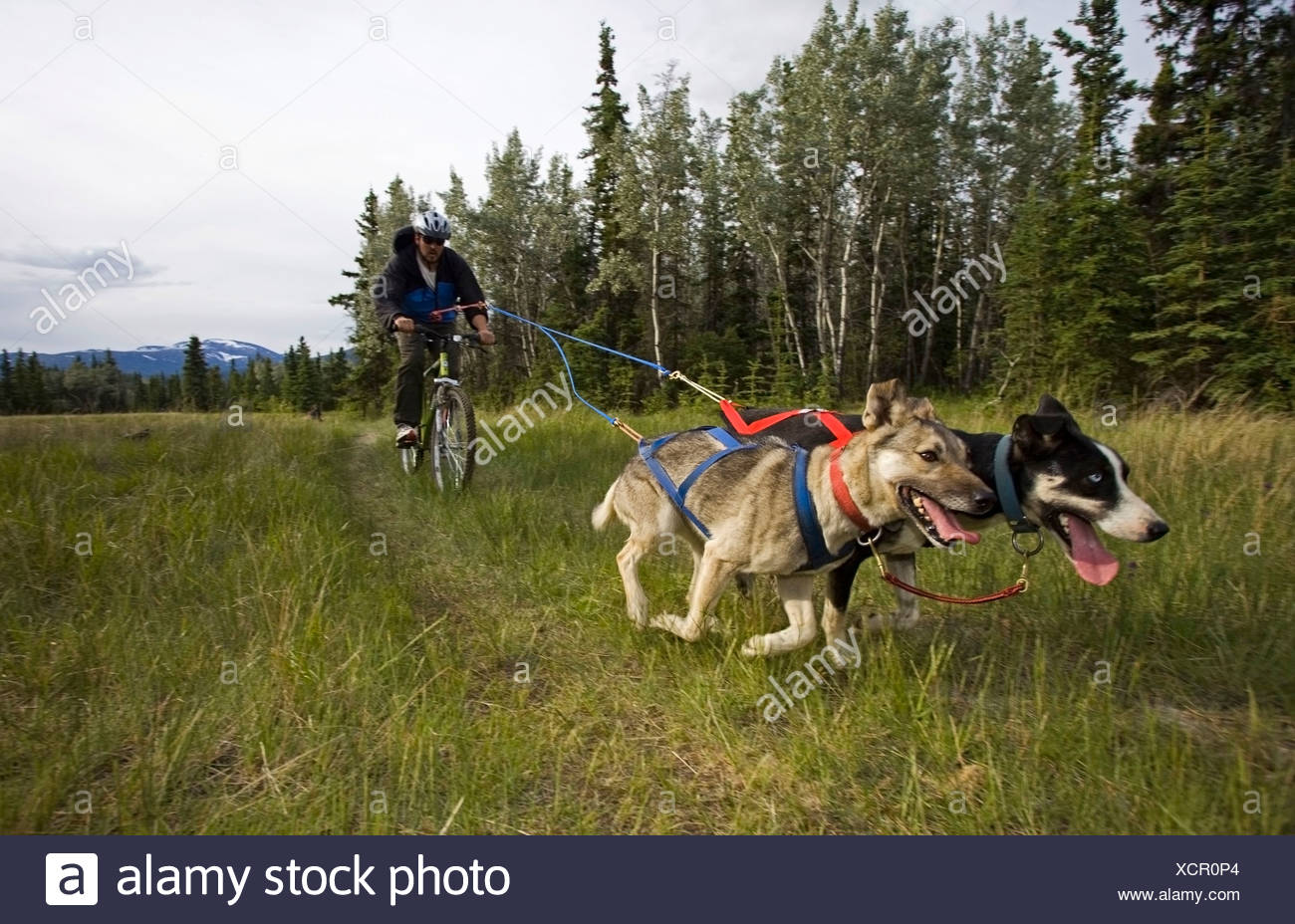Bikejoring High Resolution Stock Photography and Images - Alamy