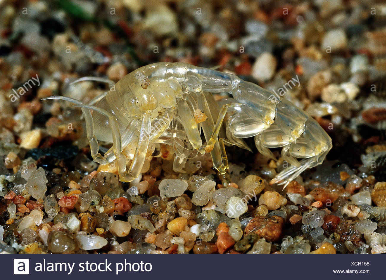 Gammarus Shrimp Stock Photos & Gammarus Shrimp Stock Images - Alamy