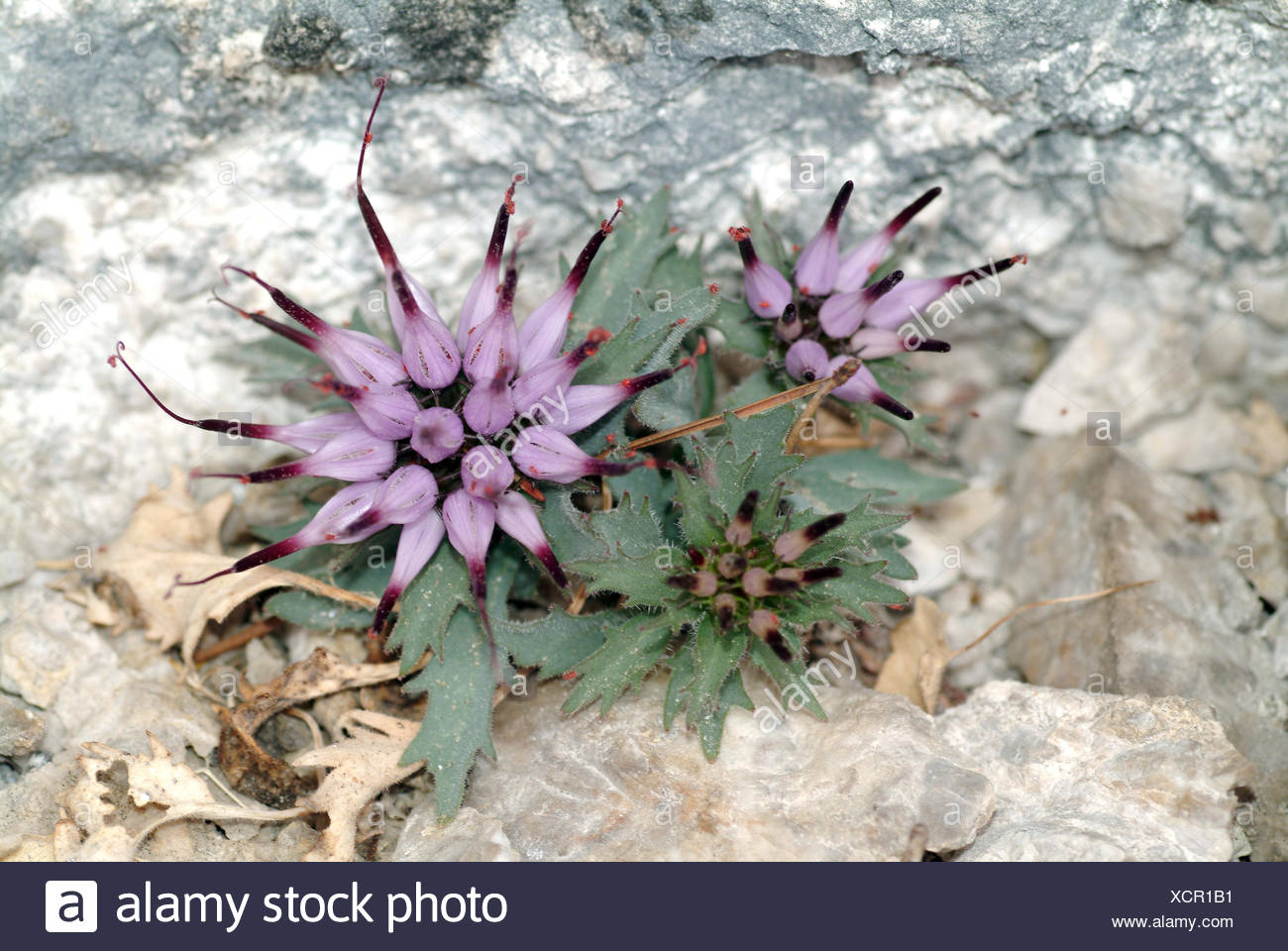 Tufted Horned Rampion High Resolution Stock Photography and Images - Alamy