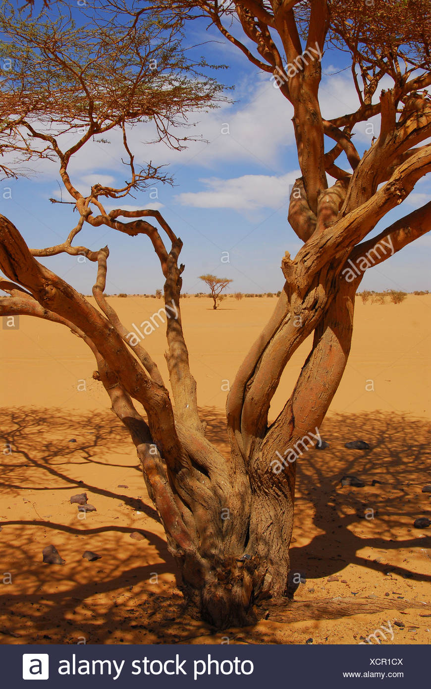 Sudan Desert Trees High Resolution Stock Photography and Images - Alamy