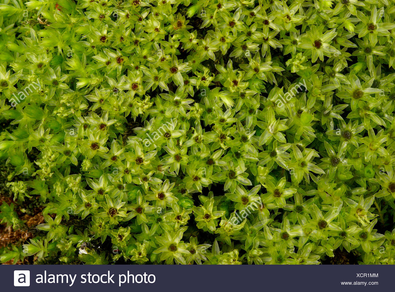 Moss Antheridia High Resolution Stock Photography and Images - Alamy