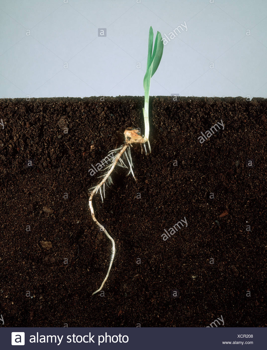Corn Plant Roots High Resolution Stock Photography and Images - Alamy