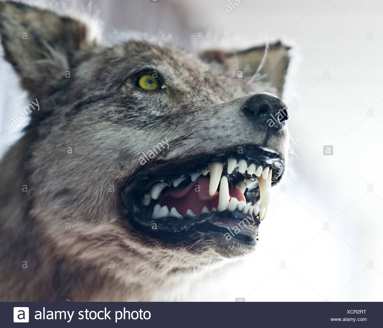 Wolf With Mouth Open High Resolution Stock Photography and Images - Alamy