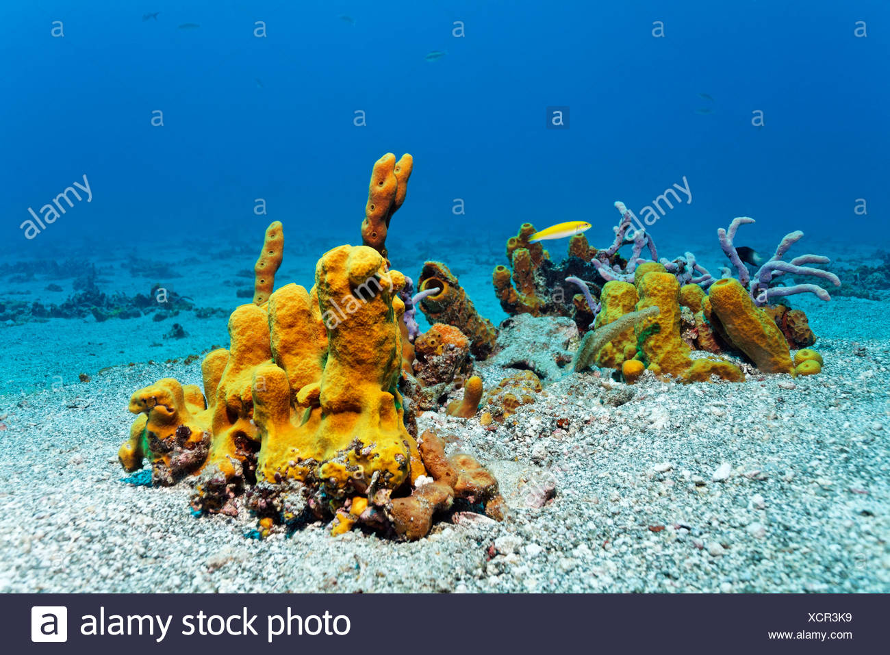 Yellow Phase High Resolution Stock Photography and Images - Alamy