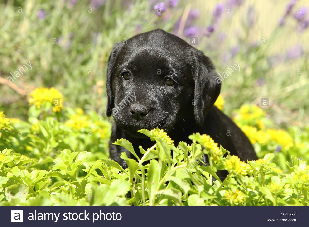 Black Labrador Retriever Flower High Resolution Stock Photography and ...