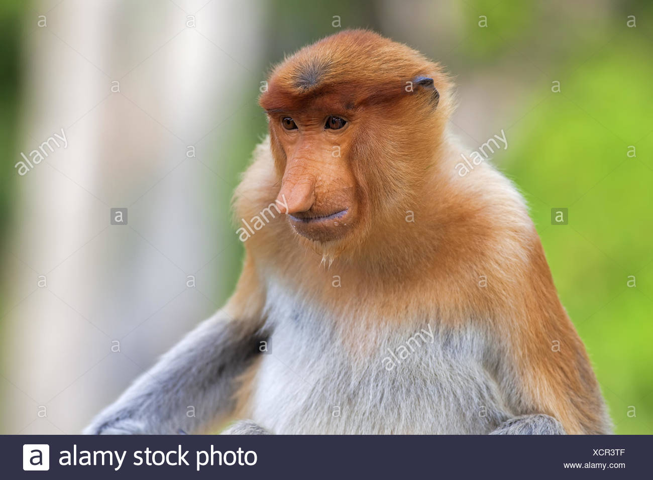 Proboscis Monkey Stock Photos & Proboscis Monkey Stock Images - Alamy